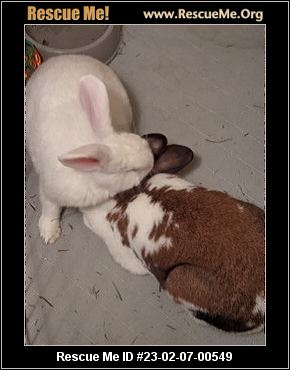 - California Rabbit Rescue - ADOPTIONS - Rescue Me!