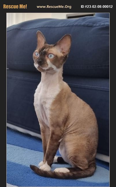 ADOPT 23020800012 ~ Devon Rex Rescue ~ Cape Town, Western Cape, South ...