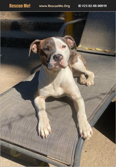 ADOPT 23020800019 ~ Staffordshire Bull Terrier Rescue ~ Federal Way, WA