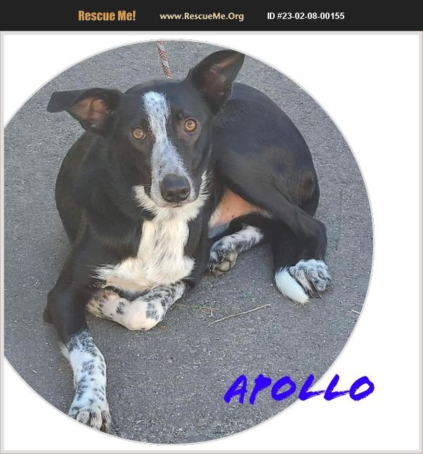 ADOPT 23020800155 ~ Australian Cattle Dog Rescue ~ Eugene, OR