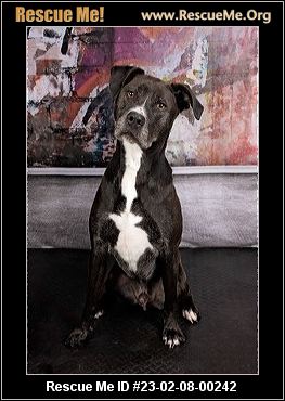 - Utah Dog Rescue - ADOPTIONS - Rescue Me!