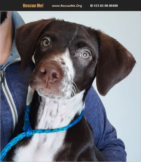 ADOPT 23020800408 ~ German Shorthaired Pointer Rescue ~ Salt Lake City, UT