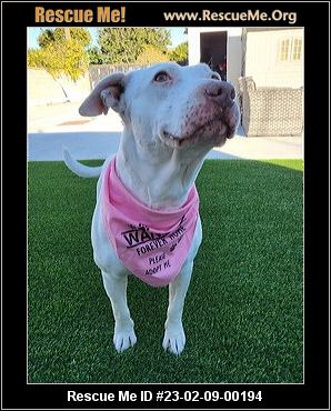 - California Pit Bull Rescue - ADOPTIONS - Rescue Me!