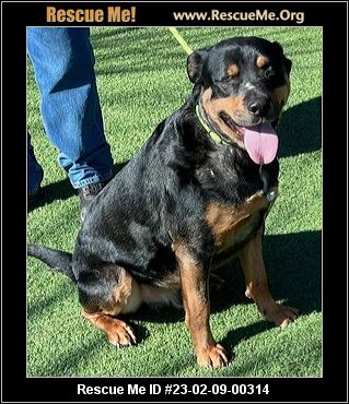 - California Rottweiler Rescue - ADOPTIONS - Rescue Me!