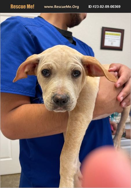 ADOPT 23020900369 ~ Lab Rescue ~ Fort Myers, FL