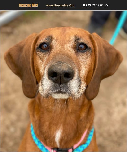 ADOPT 23020900377 ~ Redbone Coonhound Rescue ~ Turlock, CA