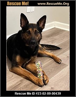 - Virginia German Shepherd Rescue - ADOPTIONS - Rescue Me!