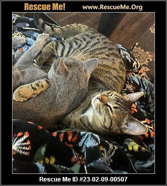 - Washington Cat Rescue - ADOPTIONS - Rescue Me!