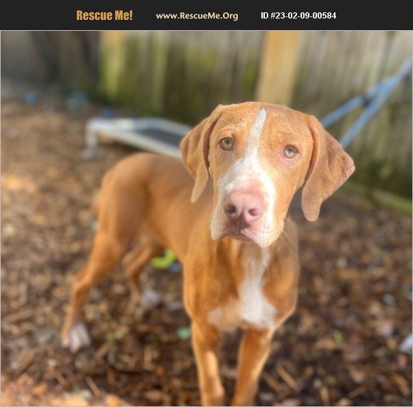 ADOPT 23020900584 ~ Weimaraner Rescue ~ Navarre, FL