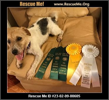 - Virginia Jack Russell Rescue - ADOPTIONS - Rescue Me!