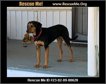 - Arizona Black and Tan Coonhound Rescue - ADOPTIONS - Rescue Me!