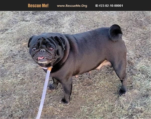 ADOPT 23021000001 ~ Pug Rescue ~ Kenton, OH