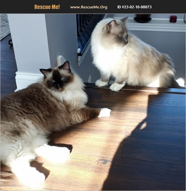ADOPT 23021000073 ~ Ragdoll Rescue ~ Kenosha County, WI