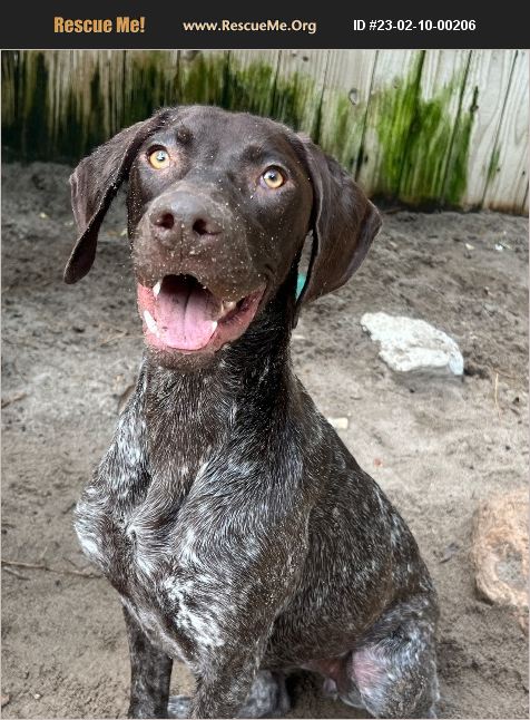 ADOPT 23021000206 ~ German Shorthaired Pointer Rescue ~ Navarre, FL