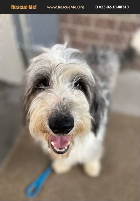 ADOPT 23021000340 ~ Old English Sheepdog Rescue ~ Salt Lake City, UT