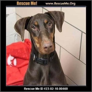 - Indiana Doberman Pinscher Rescue - ADOPTIONS - Rescue Me!