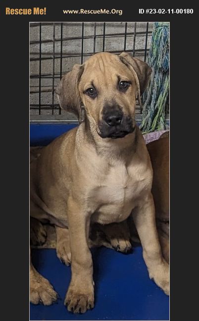 ADOPT 23021100180 ~ Black Mouth Cur Rescue ~ Fort Walton Beach, FL