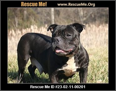 - New Jersey Bulldog Rescue - ADOPTIONS - Rescue Me!