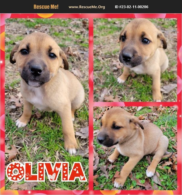 ADOPT 23021100286 ~ German Shepherd Rescue ~ Cherokee County, SC