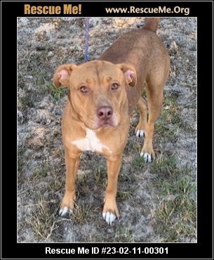 - Texas Pit Bull Rescue - ADOPTIONS - Rescue Me!