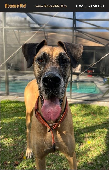 ADOPT 23021200021 ~ Great Dane Rescue ~ Seminole County, FL
