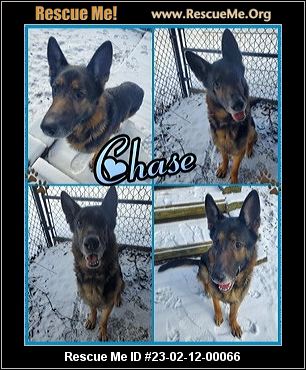 - Pennsylvania German Shepherd Rescue - ADOPTIONS - Rescue Me!