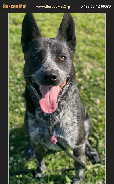 ADOPT 23021200089 ~ Australian Cattle Dog Rescue ~ Los Angeles, CA