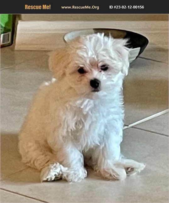 ADOPT 23021200156 ~ Maltese Rescue ~ Fort Myers Beach, FL