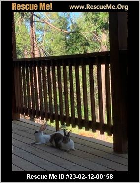 - California Rabbit Rescue - ADOPTIONS - Rescue Me!