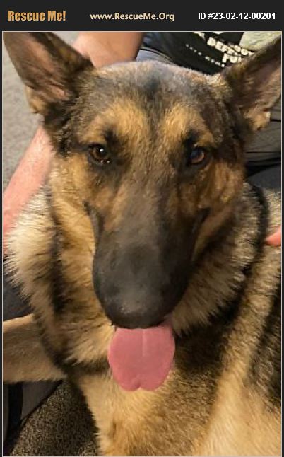 ADOPT 23021200201 ~ German Shepherd Rescue ~ Fort Collins, CO