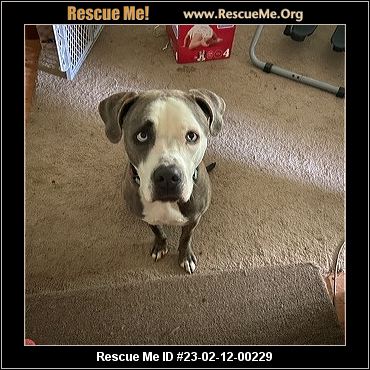 - Alaska Dog Rescue - ADOPTIONS - Rescue Me!