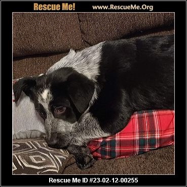 - Virginia Australian Shepherd Rescue - ADOPTIONS - Rescue Me!