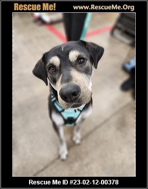 - Wisconsin Dog Rescue - ADOPTIONS - Rescue Me!