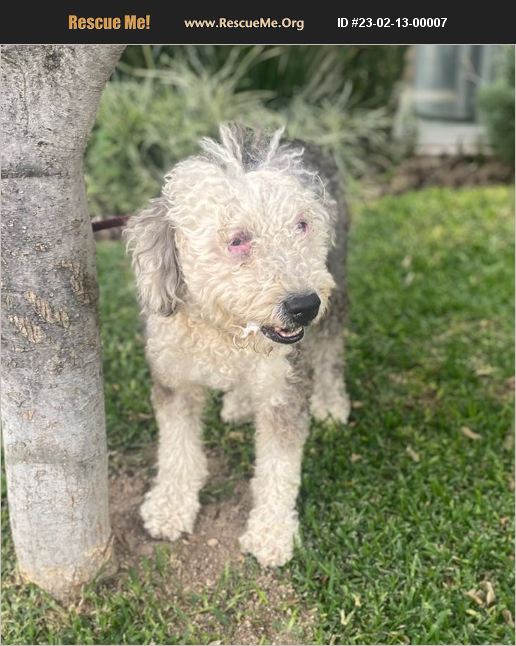 ADOPT 23021300007 ~ Old English Sheepdog Rescue ~ Gig Harbor, WA