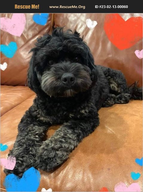 ADOPT 23021300060 ~ Cockapoo Rescue ~ Buffalo Grove, IL