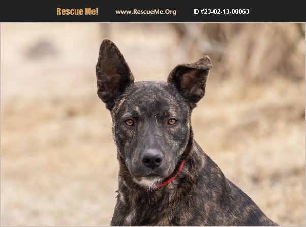 ADOPT 23021300063 ~ Dutch Shepherd Rescue ~ Cochise, AZ