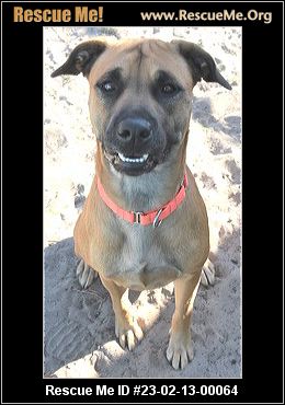 - Florida Black Mouth Cur Rescue - ADOPTIONS - Rescue Me!