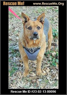 - Washington Corgi Rescue - ADOPTIONS - Rescue Me!