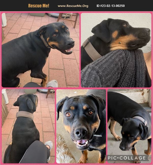 ADOPT 23021300250 ~ Doberman Pinscher Rescue ~ Riverside County, CA