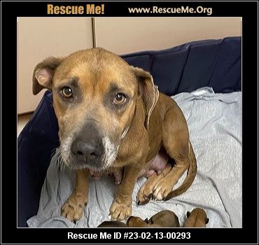 - Florida Rhodesian Ridgeback Rescue - ADOPTIONS - Rescue Me!