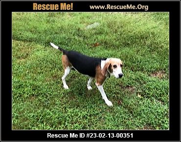 - Tennessee Treeing Walker Coonhound Rescue - ADOPTIONS - Rescue Me!
