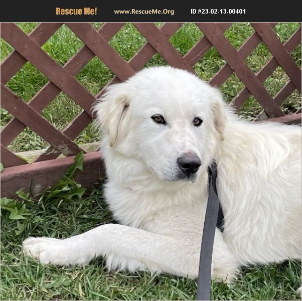 ADOPT 23021300401 ~ Great Pyrenees Rescue ~ Pittsburgh,, PA