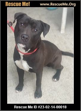 - Illinois Pit Bull Rescue - ADOPTIONS - Rescue Me!
