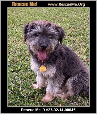 - Florida Schnauzer Rescue - ADOPTIONS - Rescue Me!