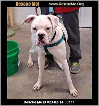 - Illinois Boxer Rescue - ADOPTIONS - Rescue Me!