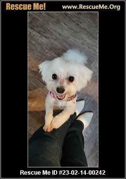 - Virginia Maltese Rescue - ADOPTIONS - Rescue Me!