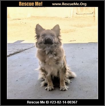 - New Mexico Dog Rescue - ADOPTIONS - Rescue Me!