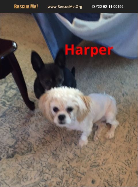 ADOPT 23021400496 ~ Maltese Rescue ~ Raleigh, NC