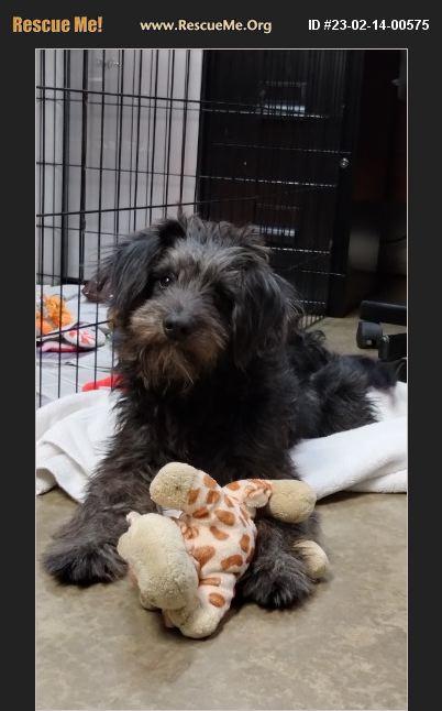 ADOPT 23021400575 ~ Schnauzer Rescue ~ Montclair, CA