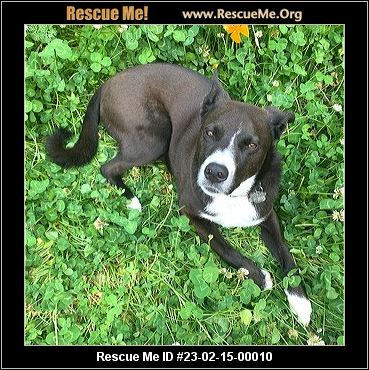 - California Border Collie Rescue - ADOPTIONS - Rescue Me!